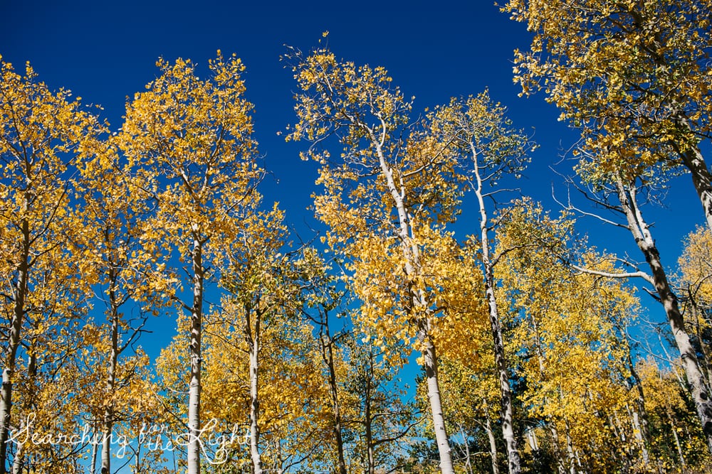 Kenosha Pass Fall Colors | Kenosha Pass Hike - Celebrate Again